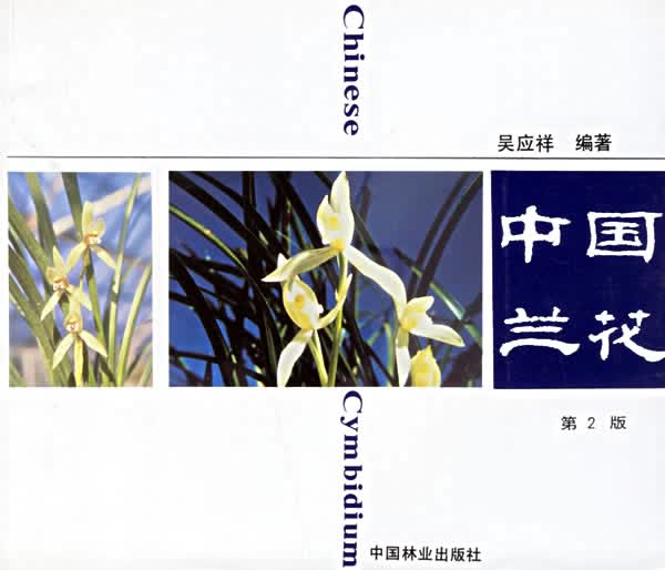 中国兰花