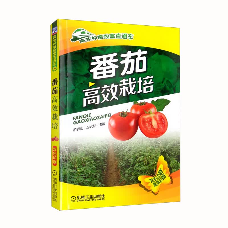 番茄高效栽培