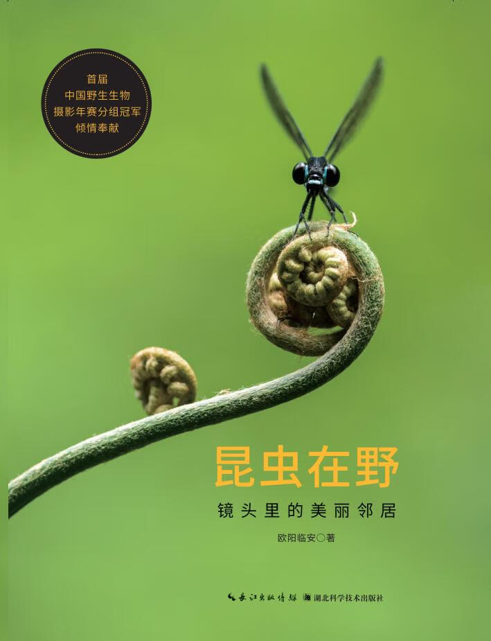 昆虫在野 镜头里的美丽邻居