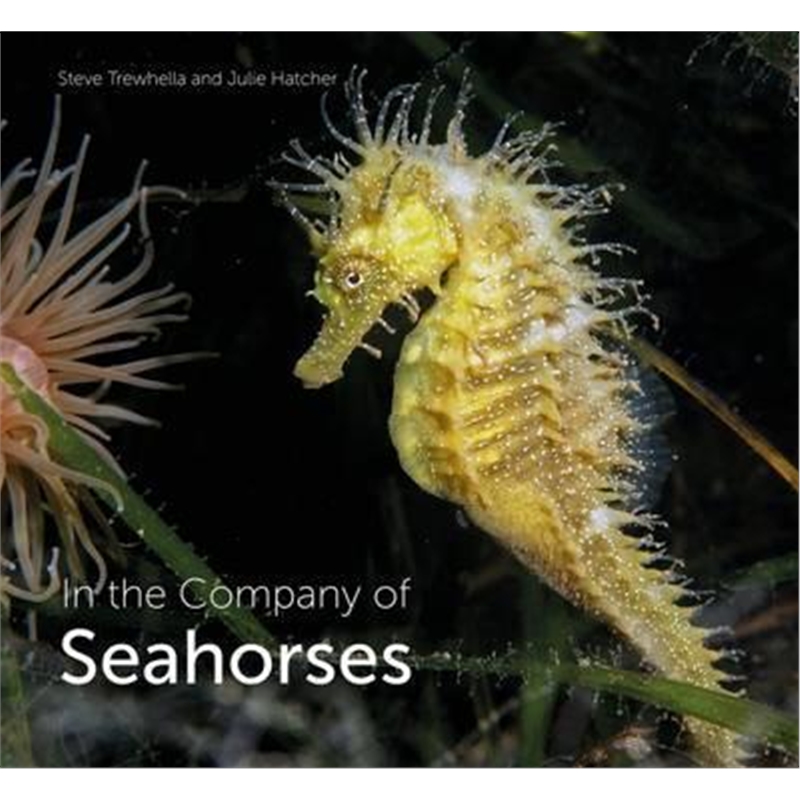 In the Company of Seahorses