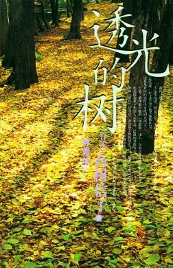 透光的树