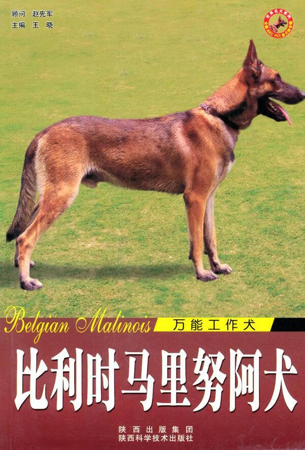 名犬-比利时马里努阿犬 王晓 陕西科学技术出版社 9787536946996 家居 书籍