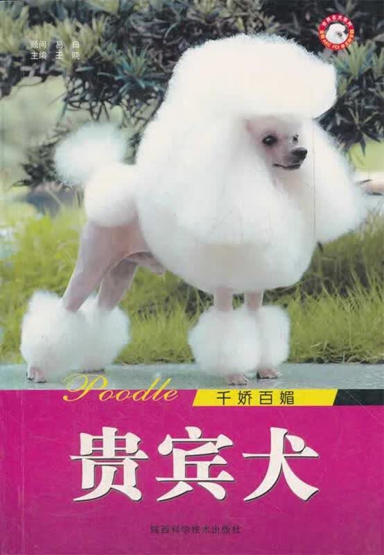 千娇百媚贵宾犬