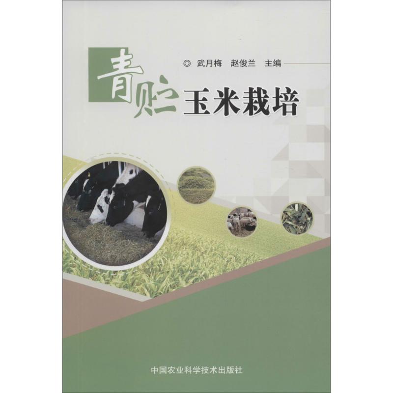青贮玉米栽培
