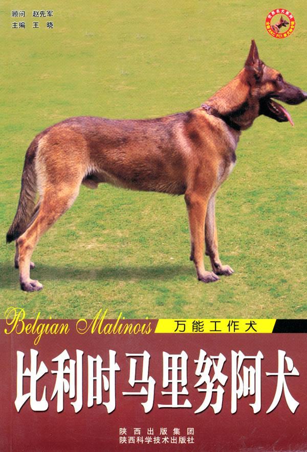 名犬-比利时马里努阿犬/王晓/陕西科学技术出版社/9787536946996/家居/书籍