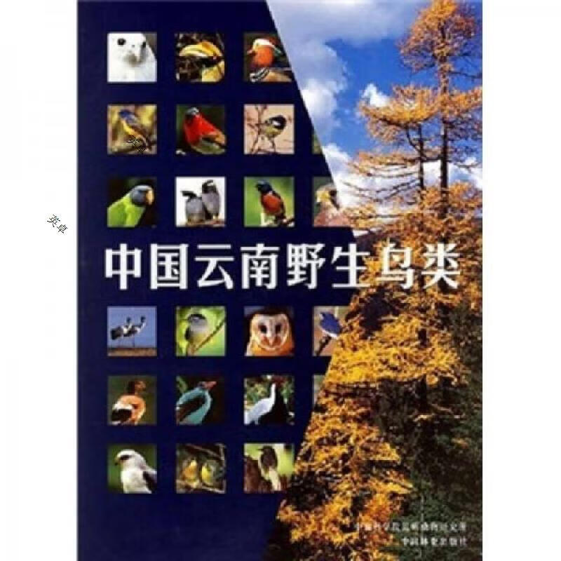 中国云南野生鸟类