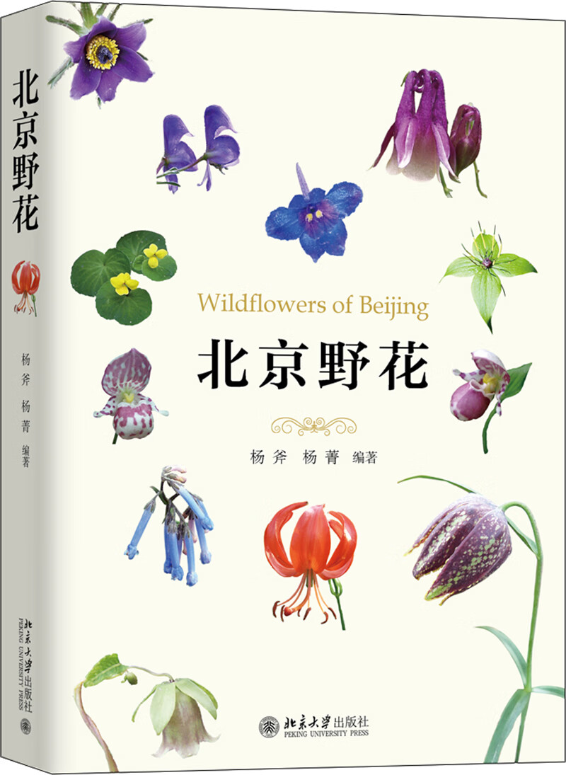 北京野花