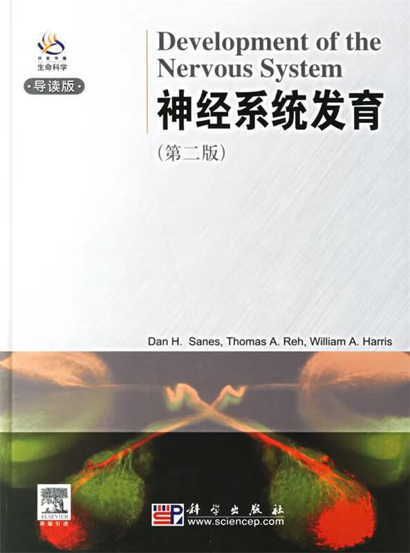 神经系统发育
