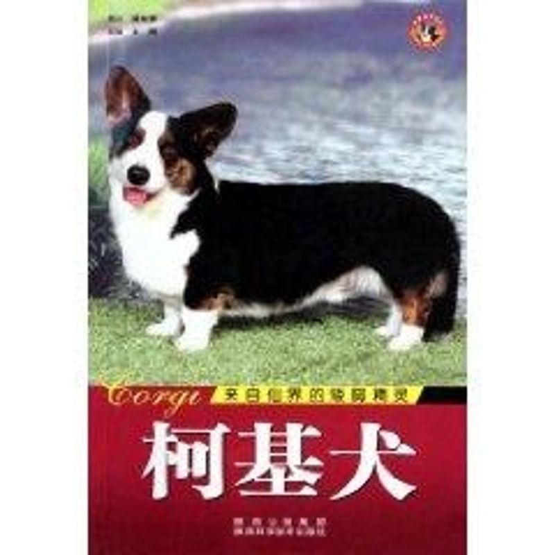 世界名犬-柯基犬