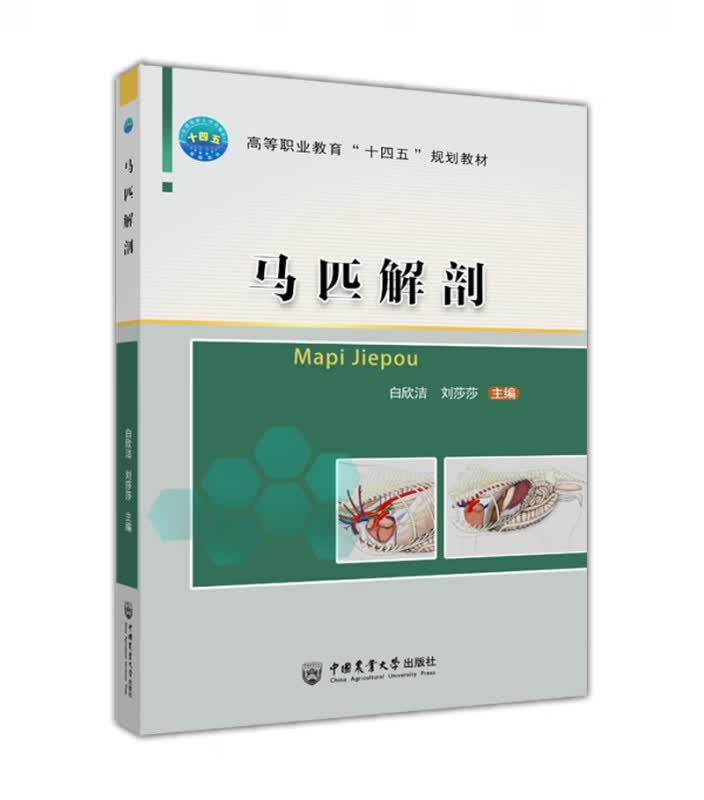 马匹解剖