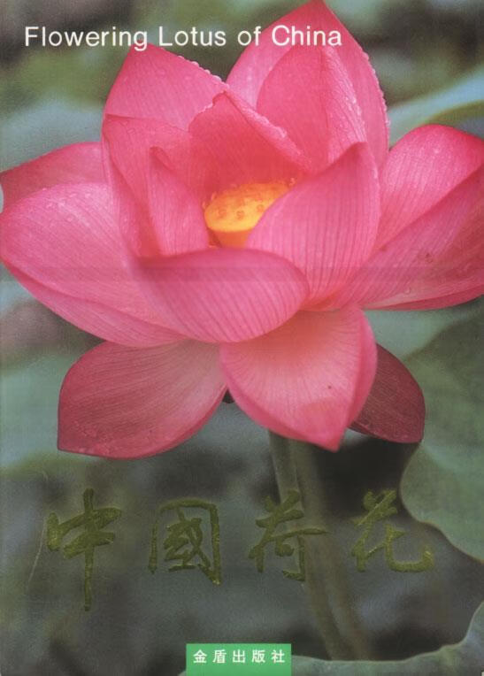 中国荷花