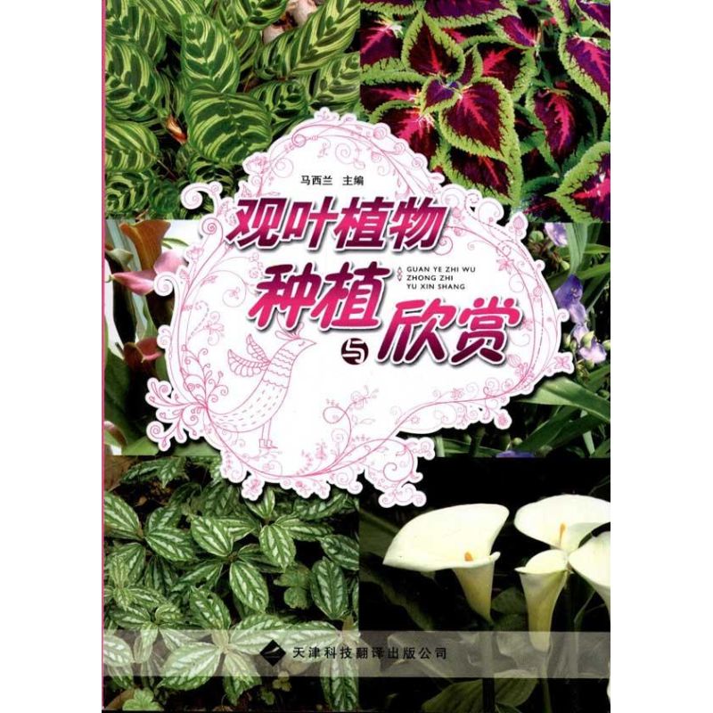 观叶植物种植与欣赏