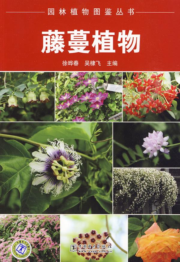 藤蔓植物