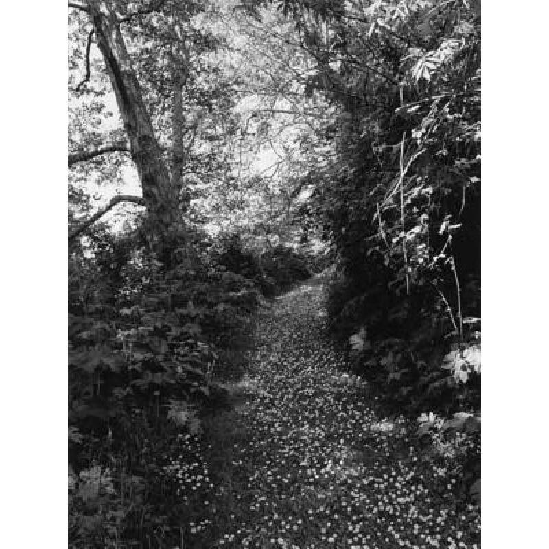 Robert Adams: An Old Forest Road