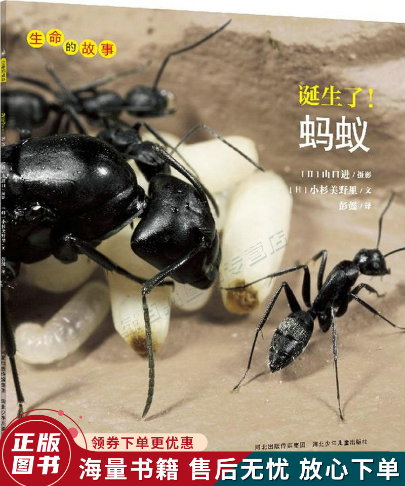 诞生了！蚂蚁:生命的故事