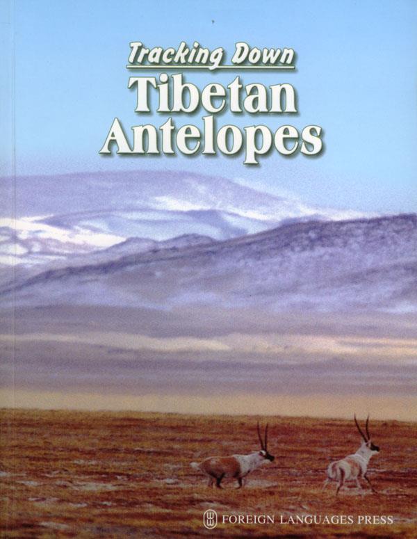 追寻藏羚羊 Tracking Down Tibetan Antelopes