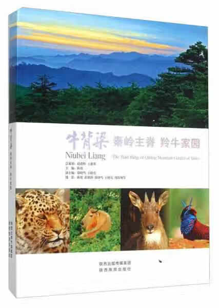 牛背梁(秦岭主脊羚牛家园)(精) 陈旭 陕西旅游出版社 9787541831782