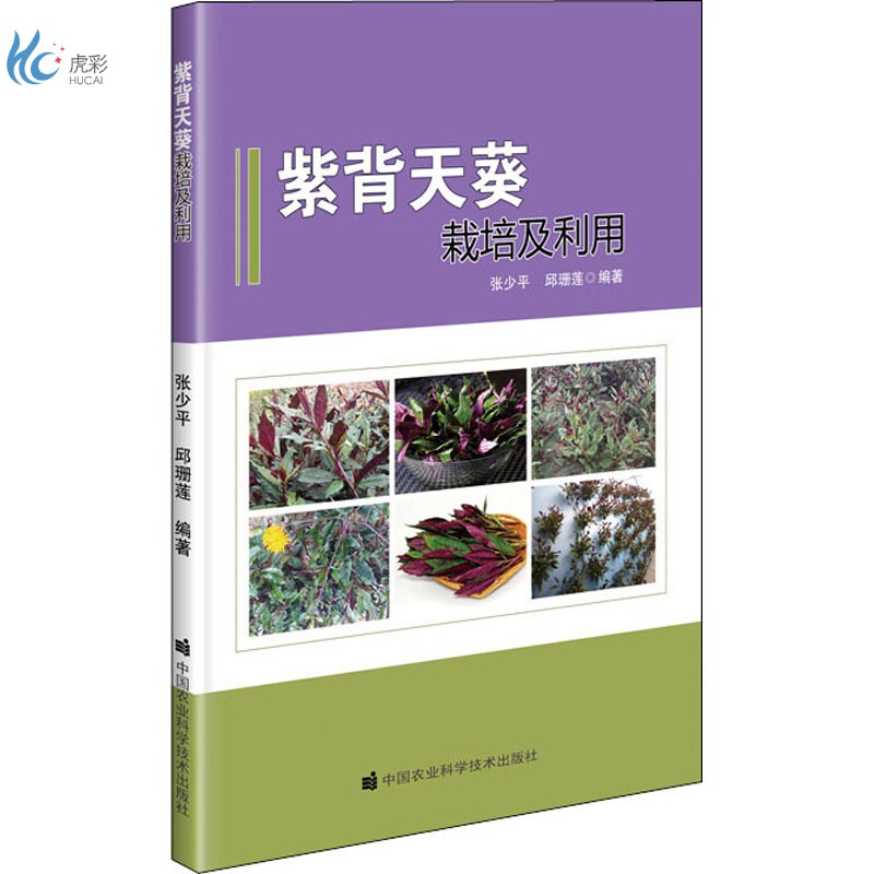 紫背天葵栽培及利用