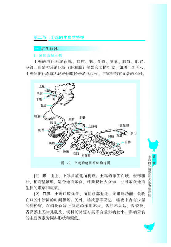 高效养土鸡（双色印刷）