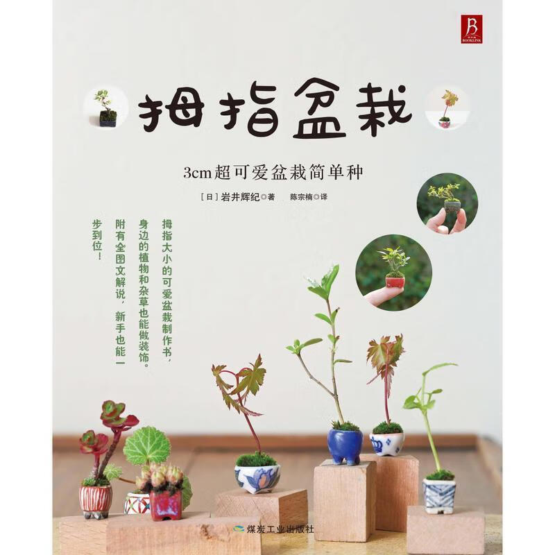 拇指盆栽:3cm超可爱盆栽简单种