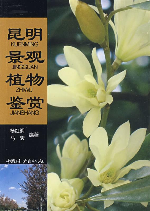 昆明 景观 植物 鉴赏