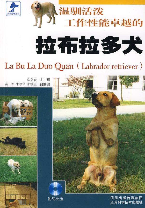 温驯活泼工作性能卓越的拉布拉多犬
