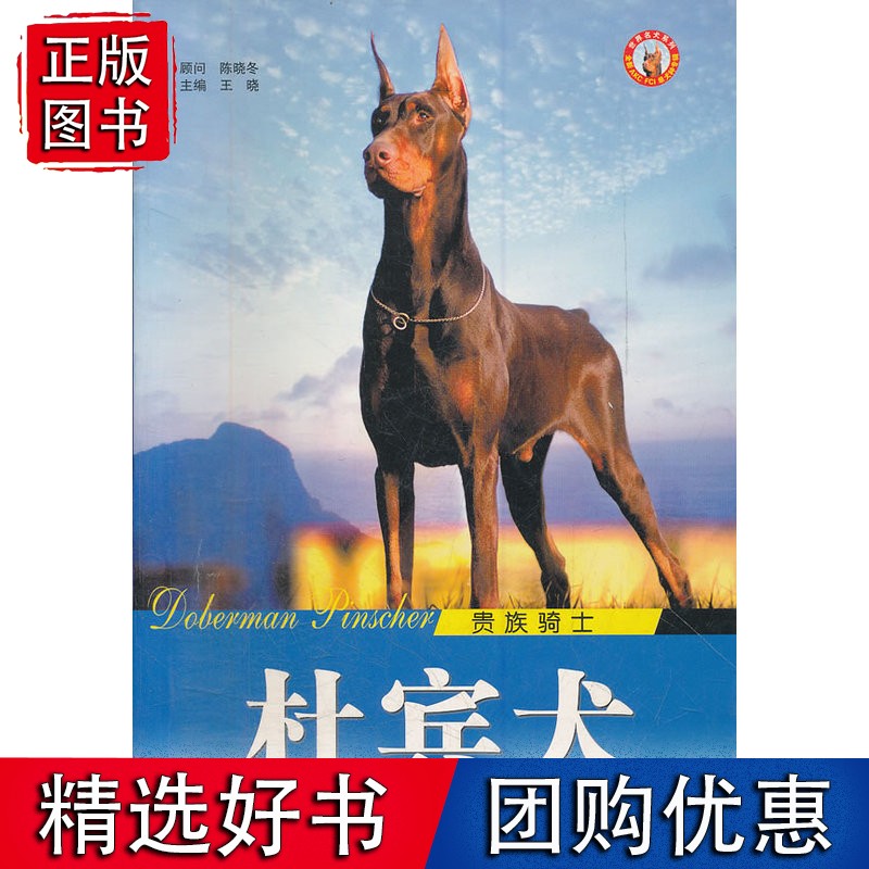 贵族骑士杜宾犬/世界名犬系列