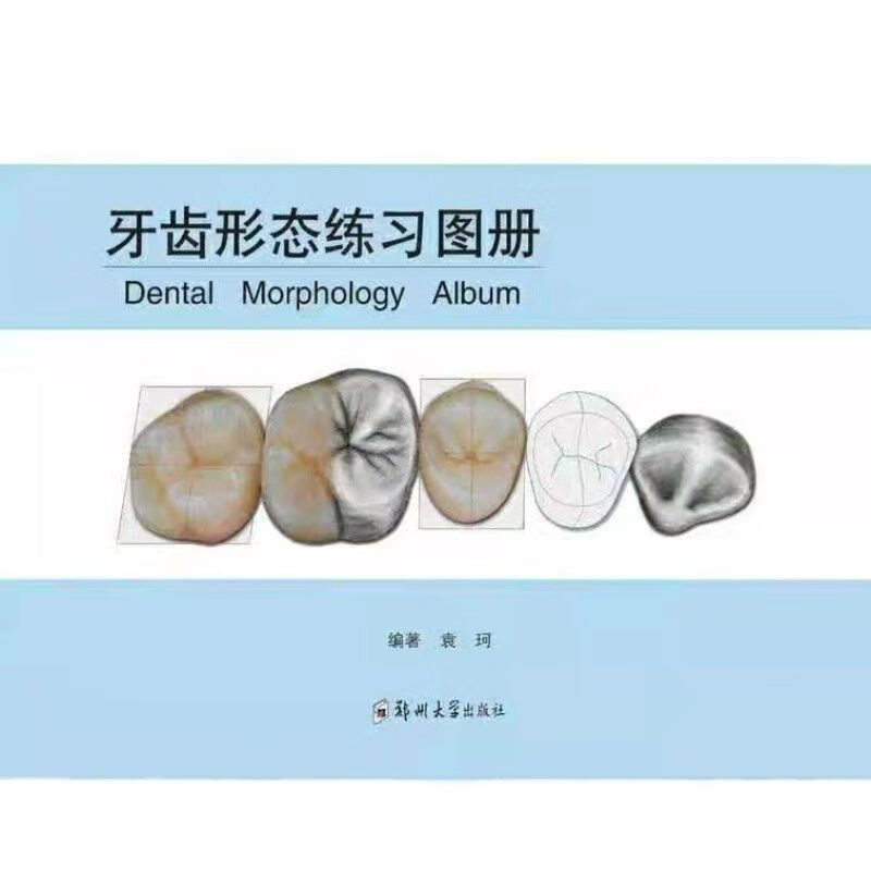 牙齿形态练习 画牙 雕牙练习