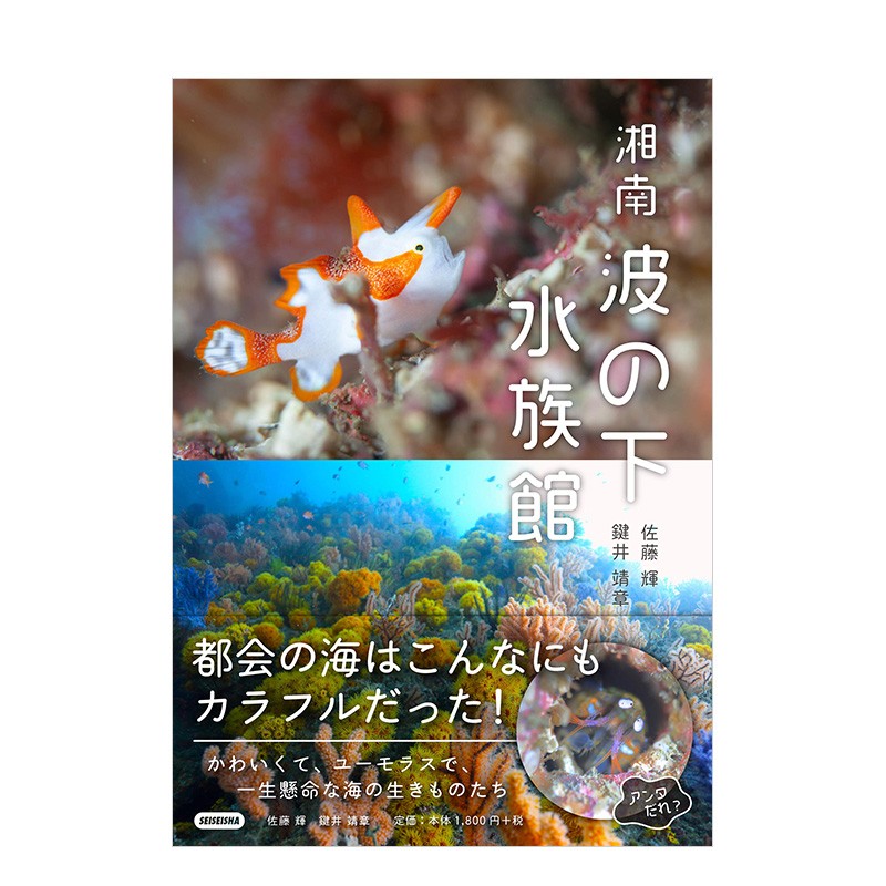 湘南 海浪之下的水族馆 波の下水族館 海洋生物写真摄影集 佐藤輝 鍵井靖章 日本原版进口善本图书