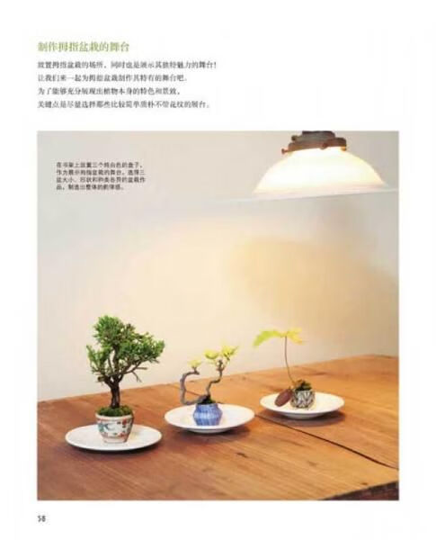 拇指盆栽：3cm超可爱盆栽简单种9787502048464