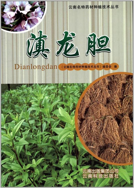 滇龙胆
