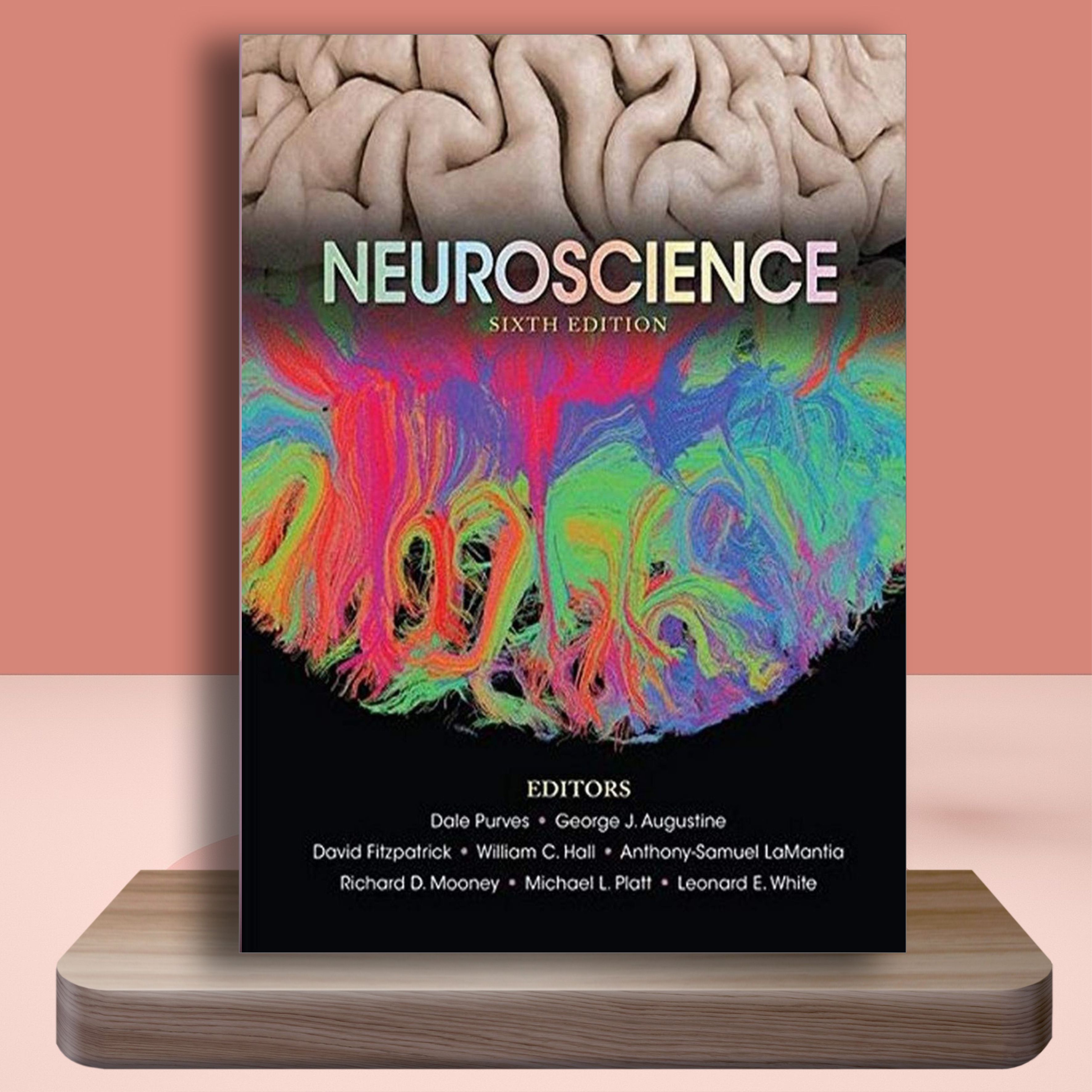 精装彩色 Neuroscience 6th Edition 神经科学 第6版 精装