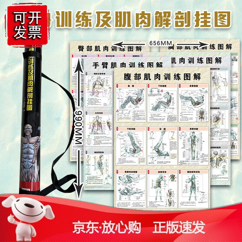 健身训练及肌肉解剖挂图
