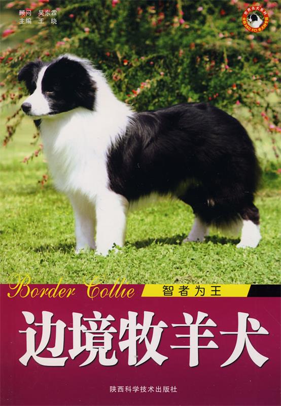 边境牧羊犬智者为王 王晓【书】