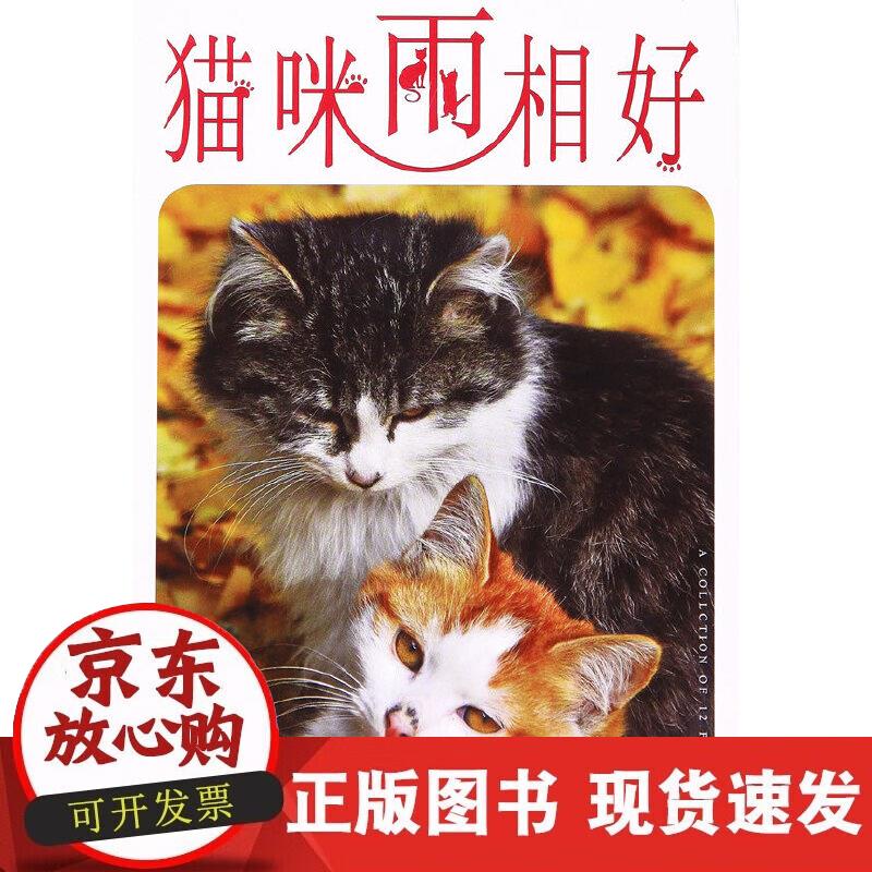 【现货】猫咪两相好（明信片）
