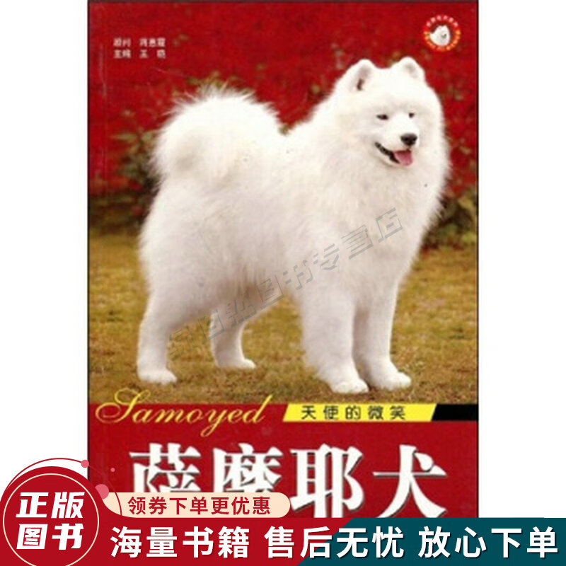 天使的微笑：萨摩耶犬