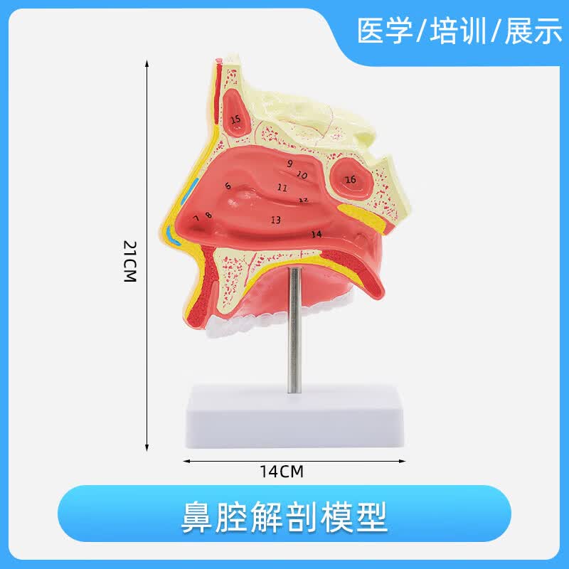 人体鼻腔解剖模型耳鼻喉科医学教学模型鼻子口腔鼻部结构组织教学模型 鼻腔解剖17个标识有支架 送图