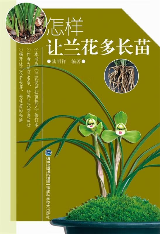 怎样让兰花多长苗【，放心购买】