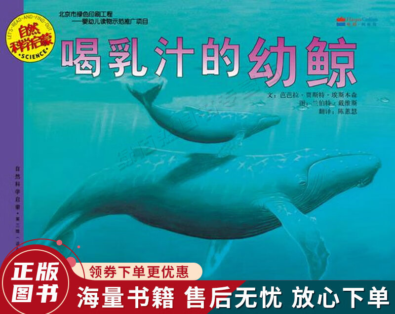 喝乳汁的幼鲸