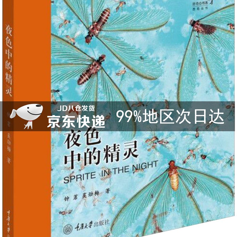 夜色中的精灵