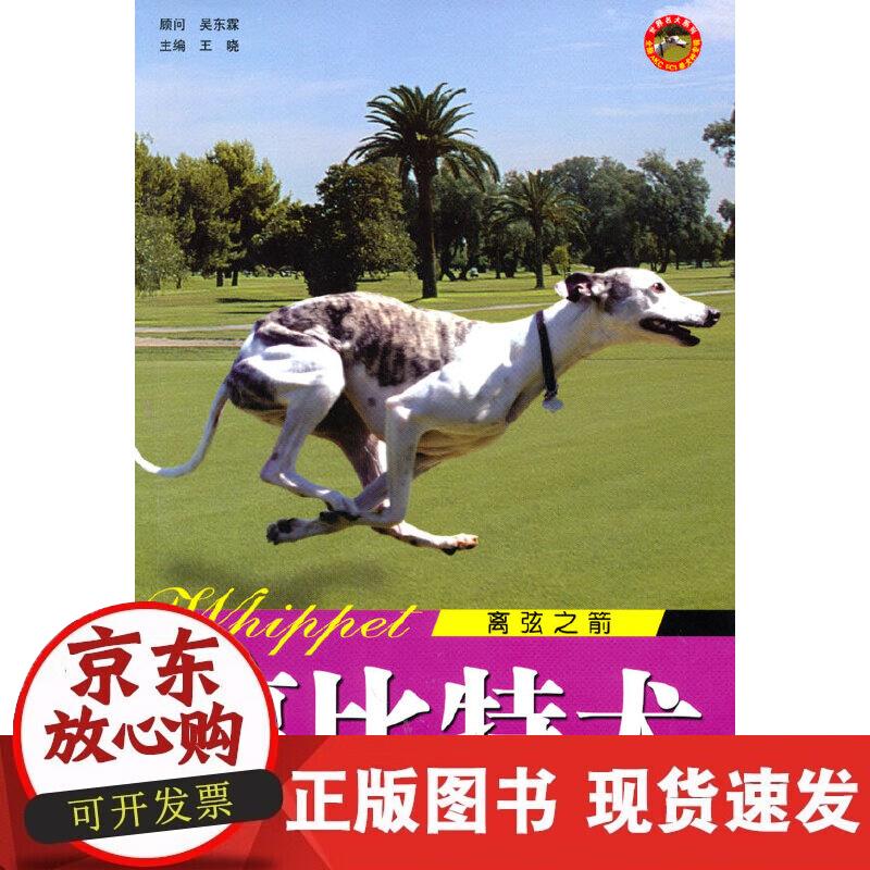 【现货】世界名犬-惠比特犬