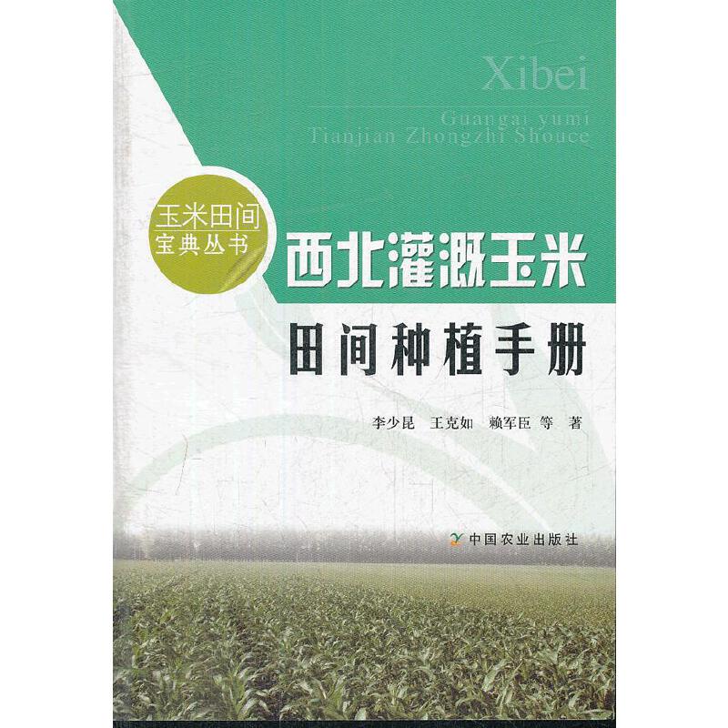西北灌溉玉米田间种植