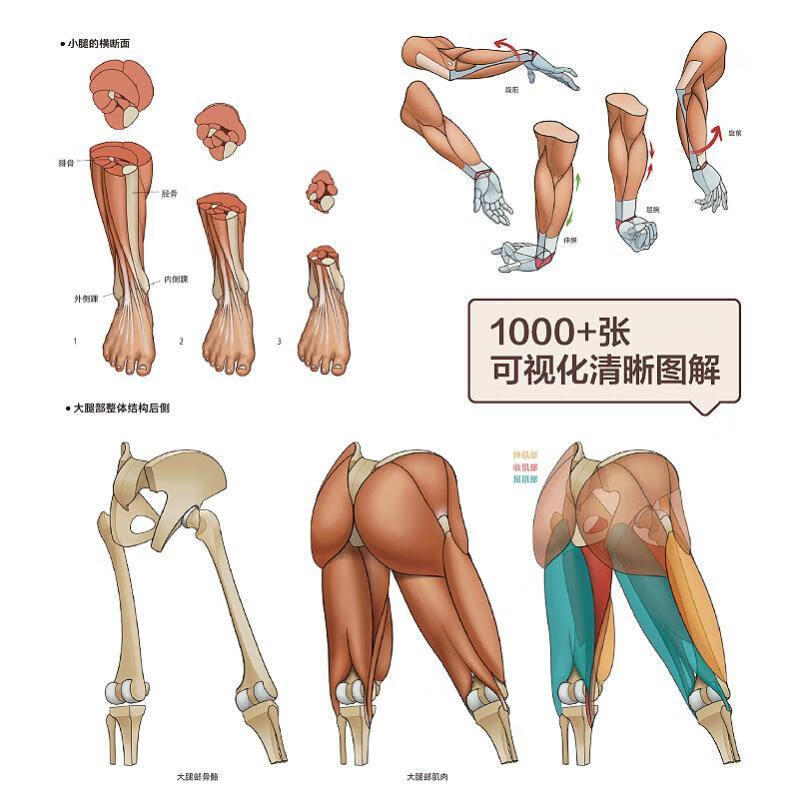 全新现货 艺用人体结构:解剖+形态+运动 9787115611758    人民邮电出版社 绘画