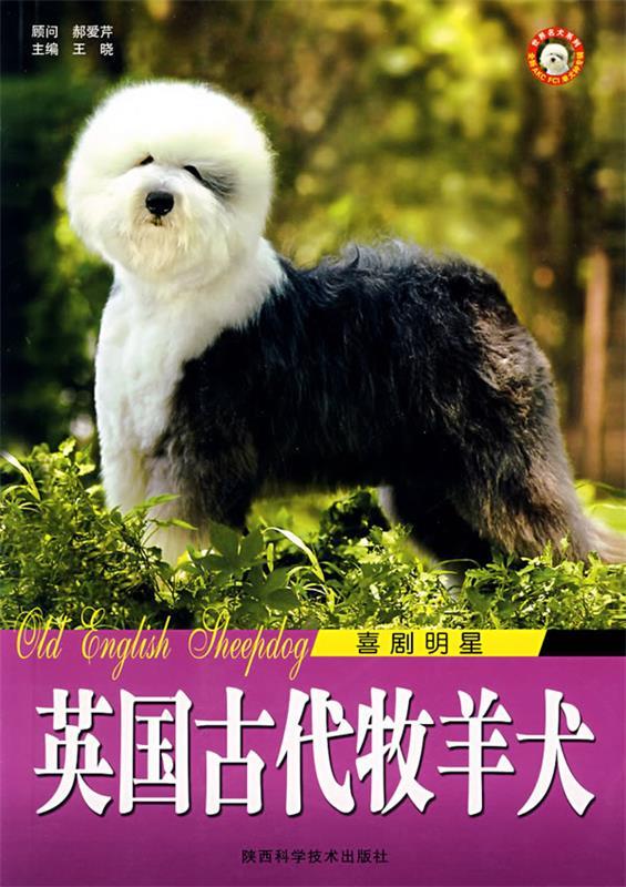 英国古代牧羊犬:喜剧明星,