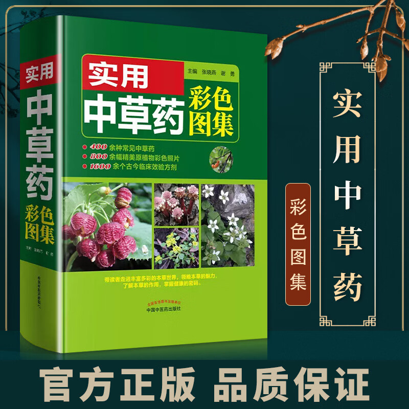 实用中草药彩色图集张晓燕谢勇 原植物图谱中草药中药材彩色图谱本草纲目中医学书籍中草药专业大全图鉴中医学书籍中草药花谱中药
