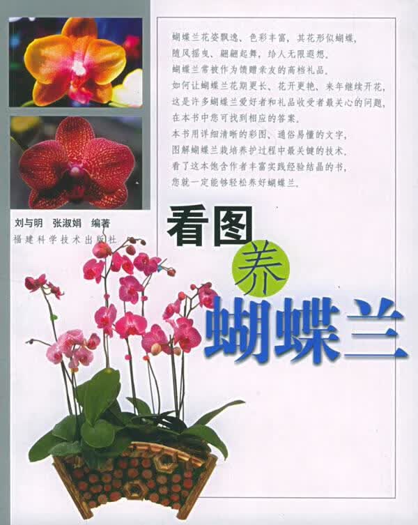 看图养蝴蝶兰