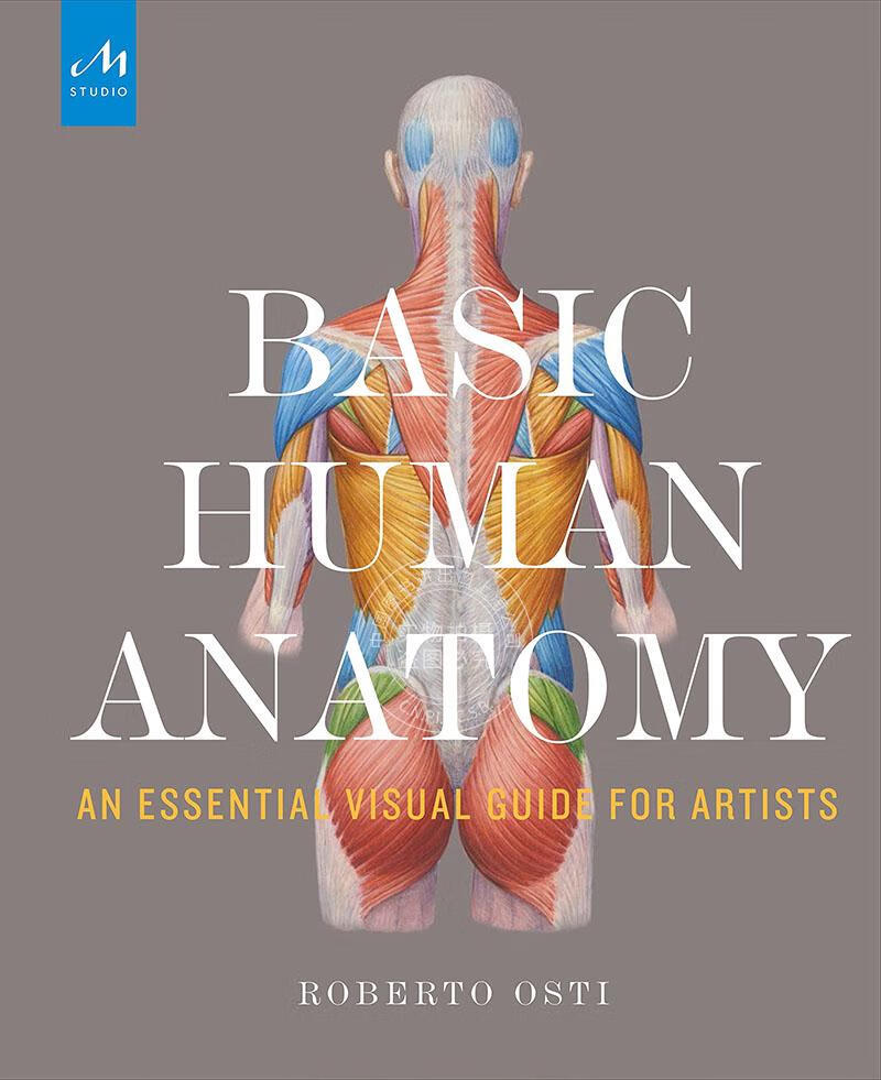 人体解剖基础 英文原版 Basic Human Anatomy 精装绘画教程 Roberto Osti