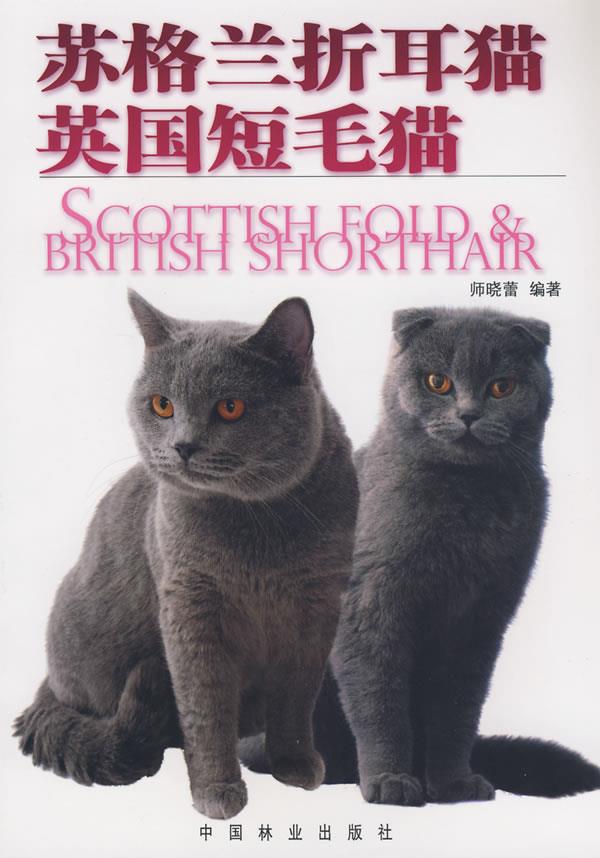 苏格兰折耳猫英国短毛猫