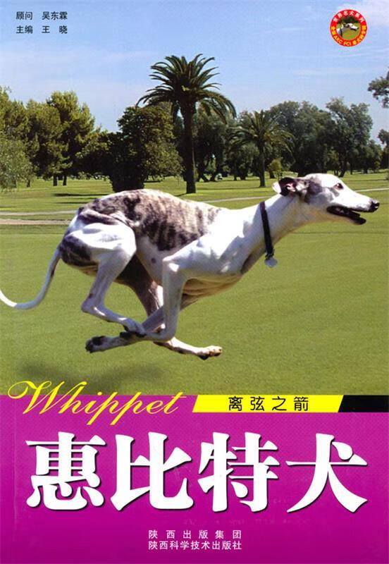 世界名犬-惠比特犬 王晓