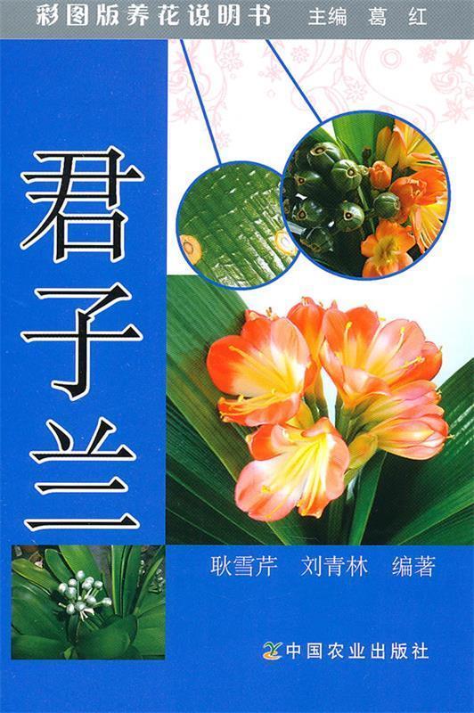 君子兰